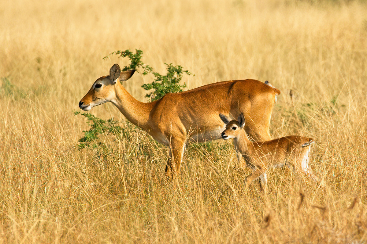 Antilopen in Uganda » Ontmoet ze met Habari Travel